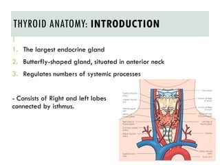 ANATOMY AND PHYSIOLOGY OF THYROID GLAND / TRIANGLEs RELATED TO THYROID ...