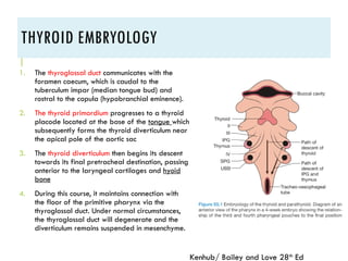 ANATOMY AND PHYSIOLOGY OF THYROID GLAND / TRIANGLEs RELATED TO THYROID ...