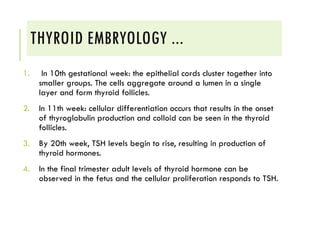 ANATOMY AND PHYSIOLOGY OF THYROID GLAND / TRIANGLEs RELATED TO THYROID ...