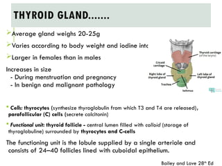 ANATOMY AND PHYSIOLOGY OF THYROID GLAND / TRIANGLEs RELATED TO THYROID ...