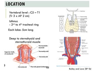 ANATOMY AND PHYSIOLOGY OF THYROID GLAND / TRIANGLEs RELATED TO THYROID ...