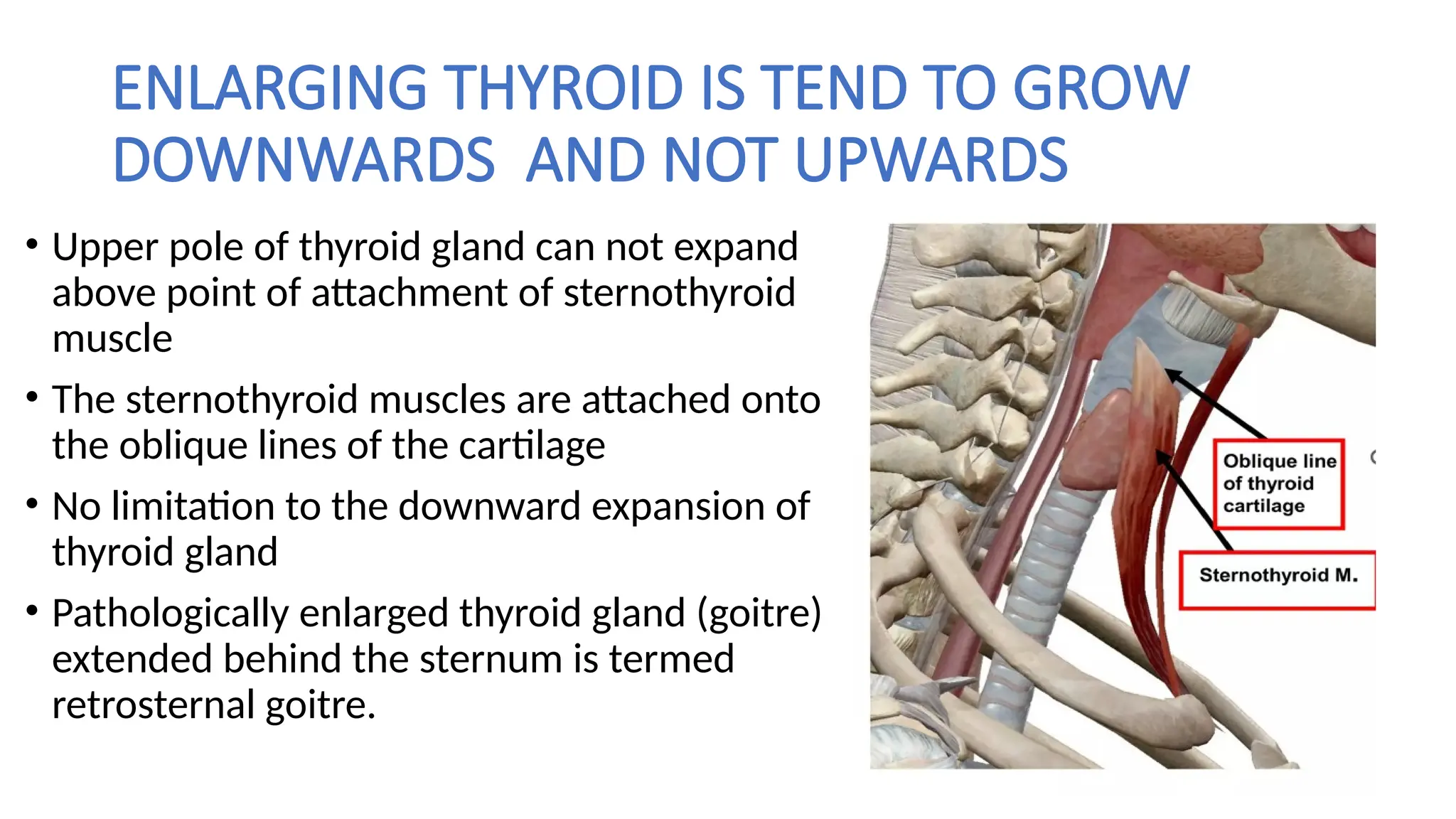 ANATOMY OF THYROID AND PARATHYROID GLAND.pptx