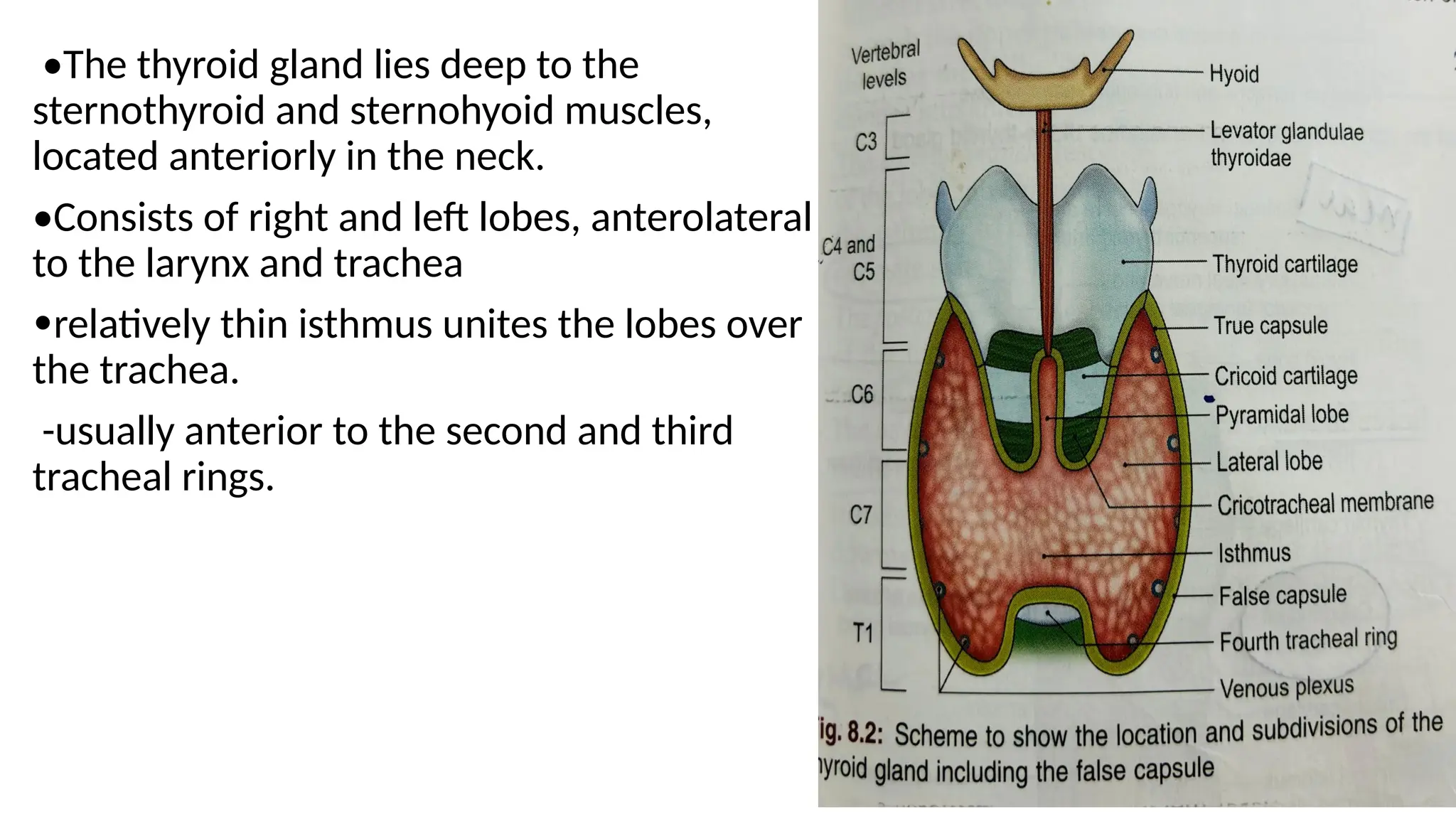 ANATOMY OF THYROID AND PARATHYROID GLAND.pptx