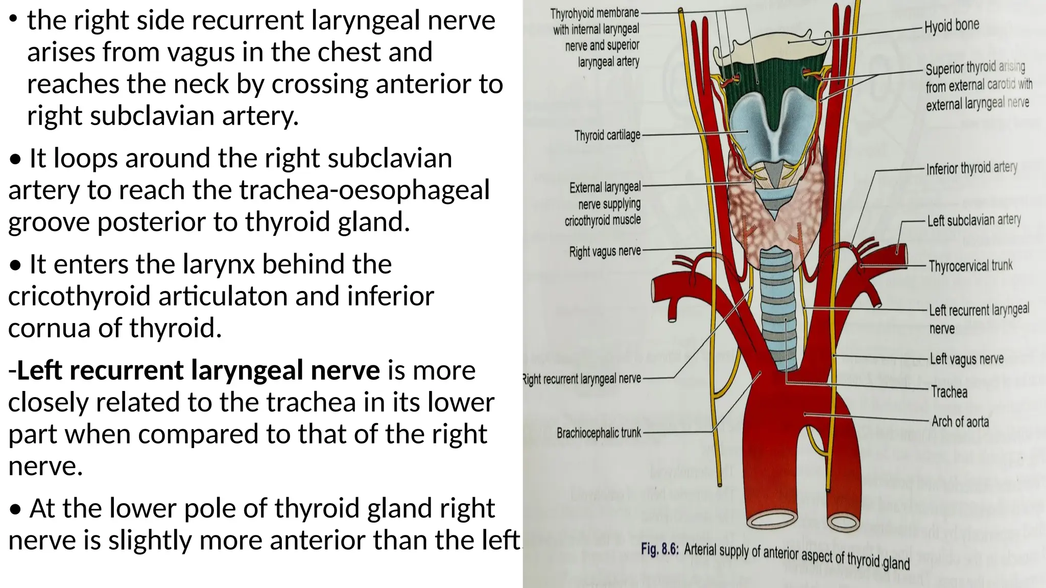 ANATOMY OF THYROID AND PARATHYROID GLAND.pptx