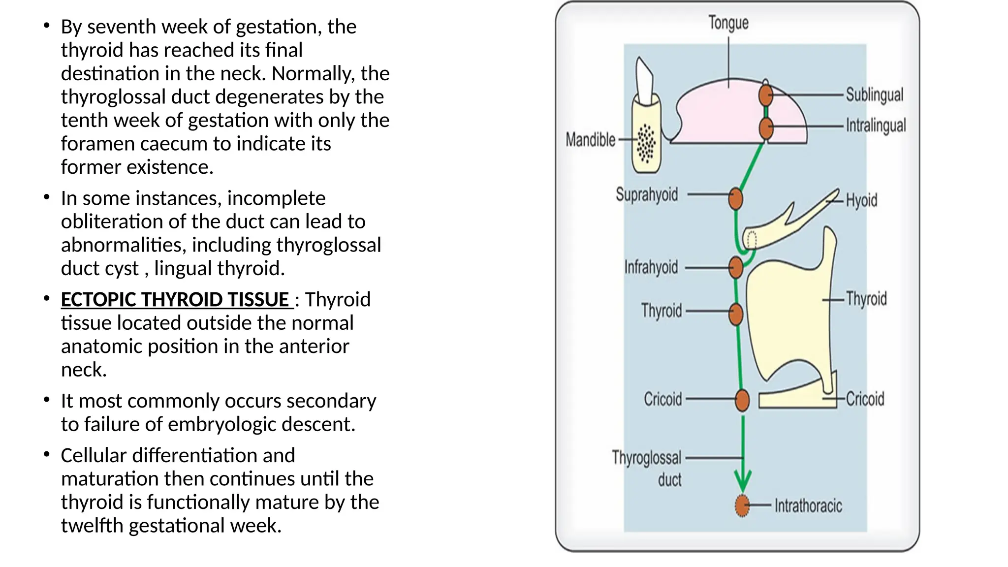 ANATOMY OF THYROID AND PARATHYROID GLAND.pptx