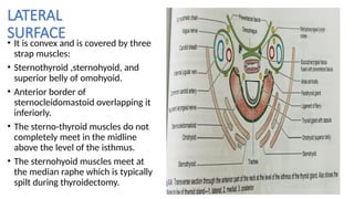 ANATOMY OF THYROID AND PARATHYROID GLAND.pptx