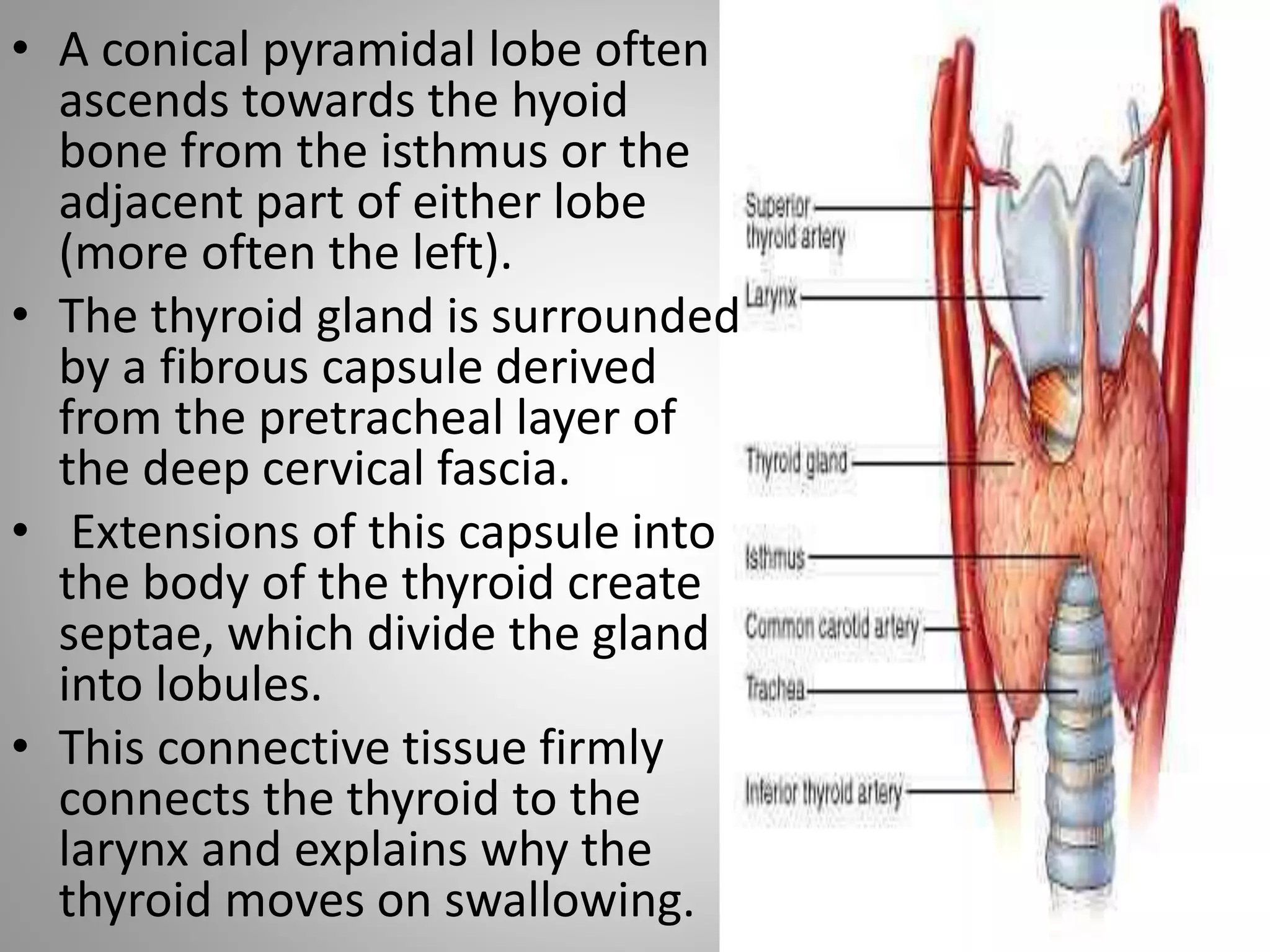 Anatomy and physiology of thyroid and parathyroid gland | PPTX
