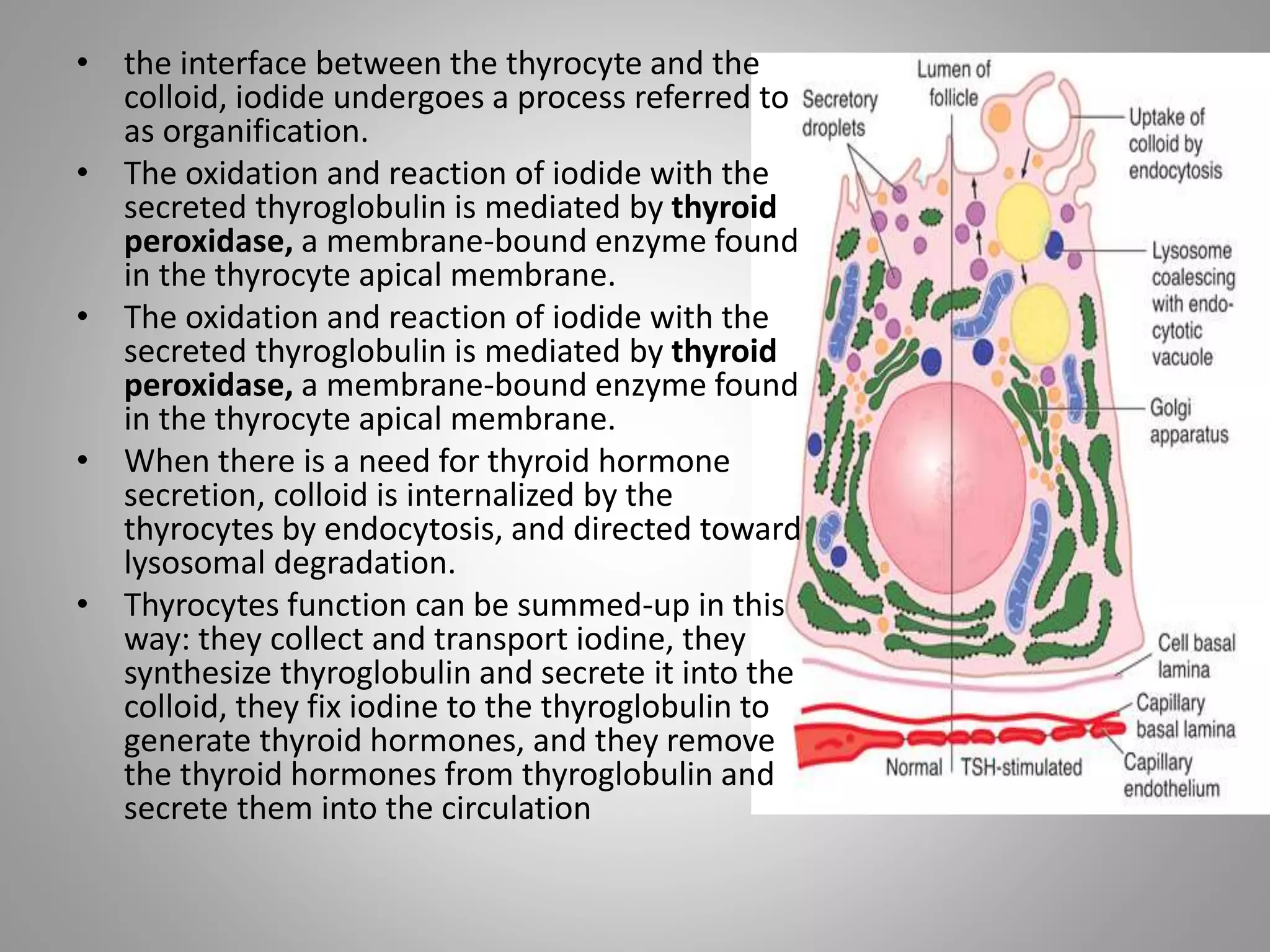 Anatomy and physiology of thyroid and parathyroid gland | PPTX