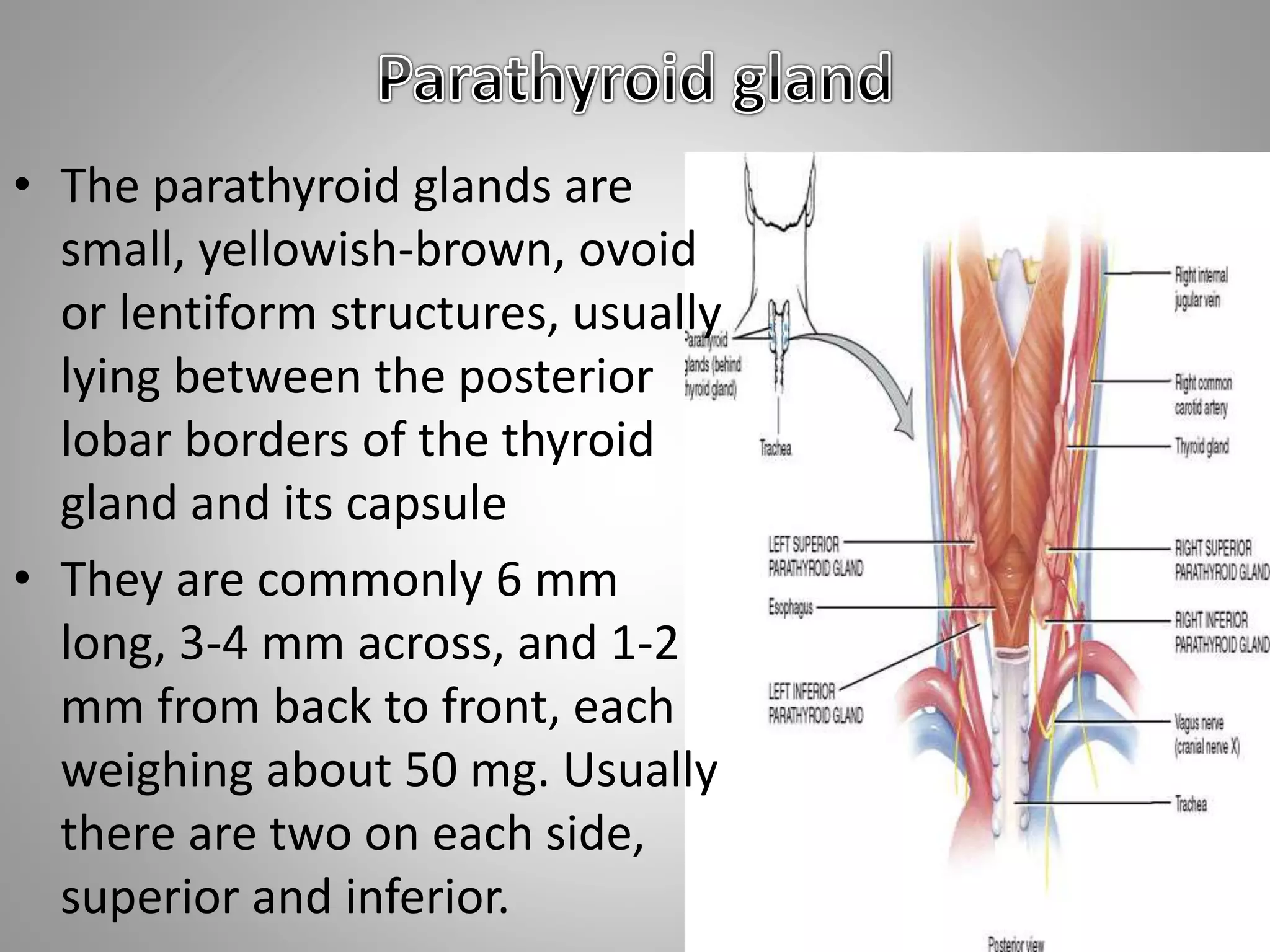 Anatomy and physiology of thyroid and parathyroid gland | PPTX