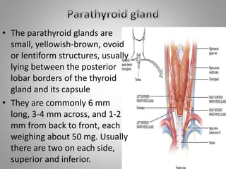 Parathyroid Gland Diagram