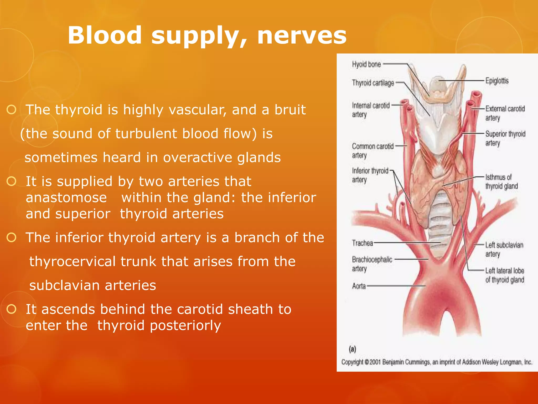 Anatomy of thyroid and parathyroid glands | PPTX
