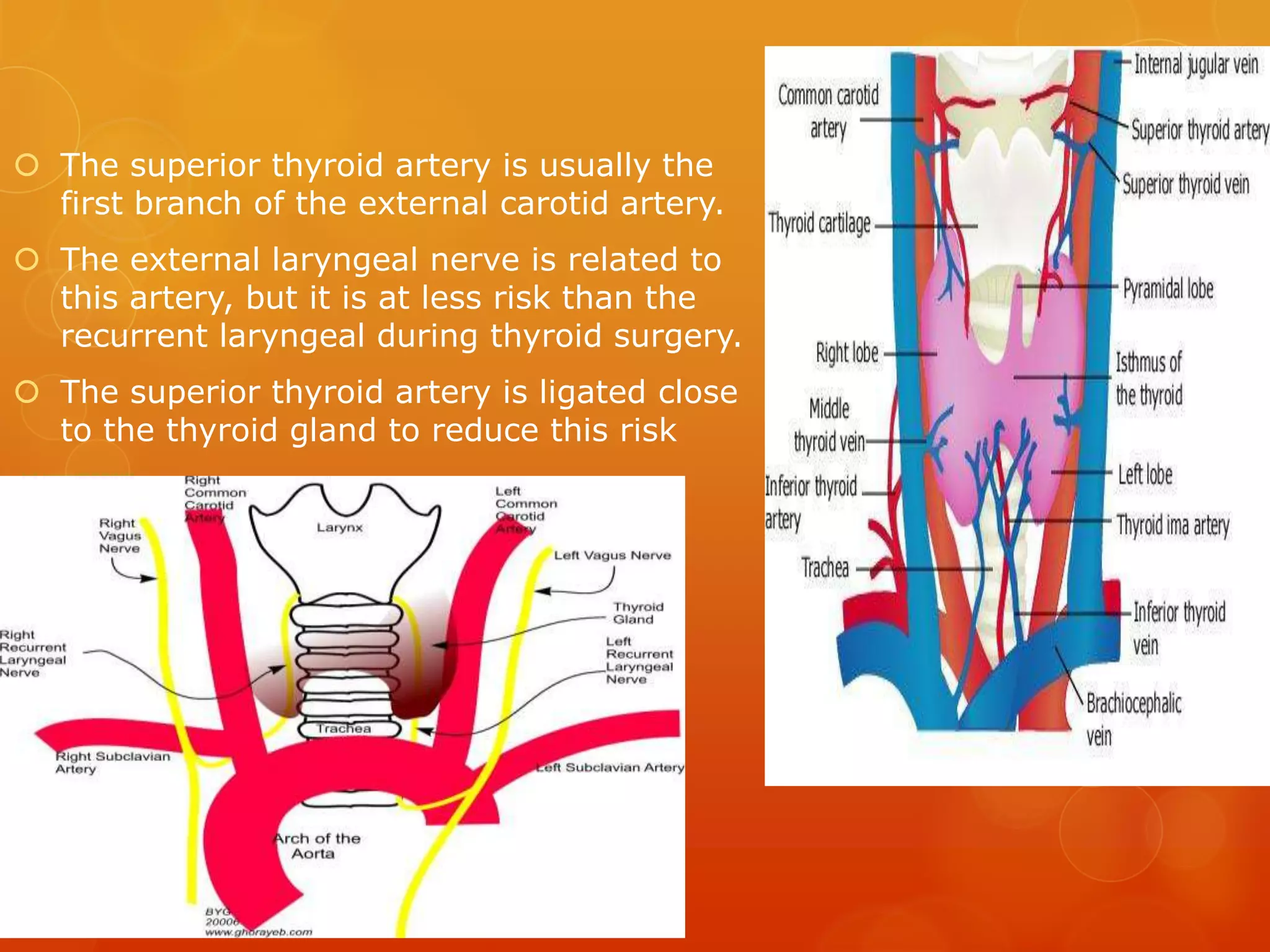 Anatomy of thyroid and parathyroid glands | PPTX