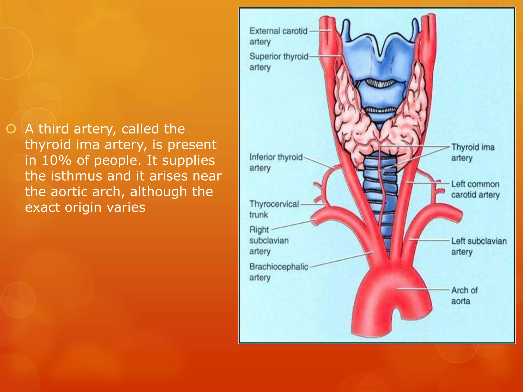Anatomy of thyroid and parathyroid glands | PPTX