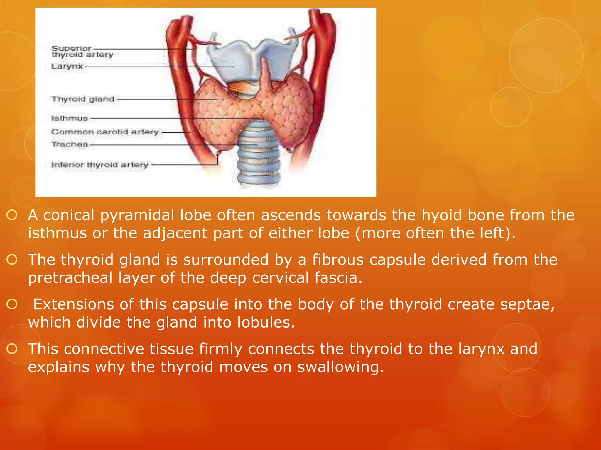 Anatomy of thyroid and parathyroid glands | PPTX