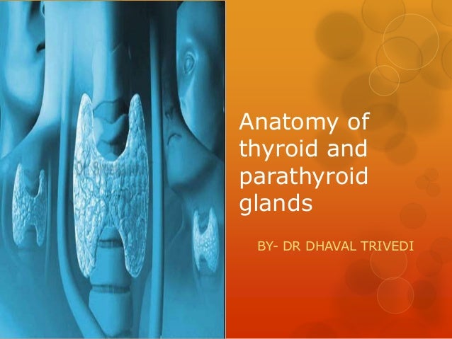 Anatomy Parathyroid Gland
