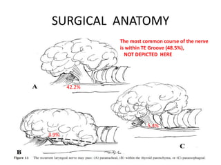 anatomy of thyroid and physiology thyroid.pdf
