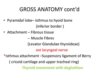 anatomy of thyroid and physiology thyroid.pdf