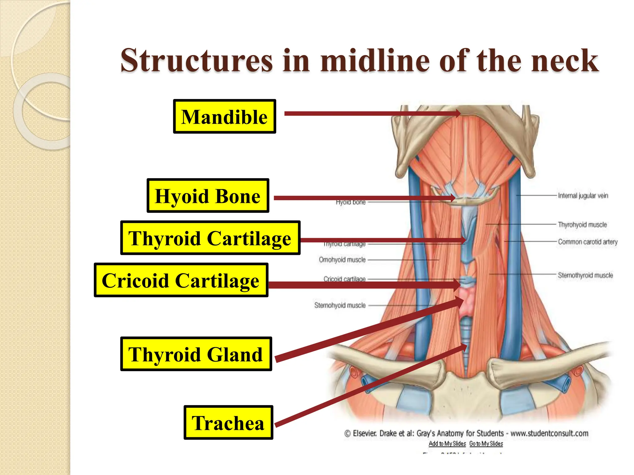 Anatomy of thyroid with having gland-1.pptx