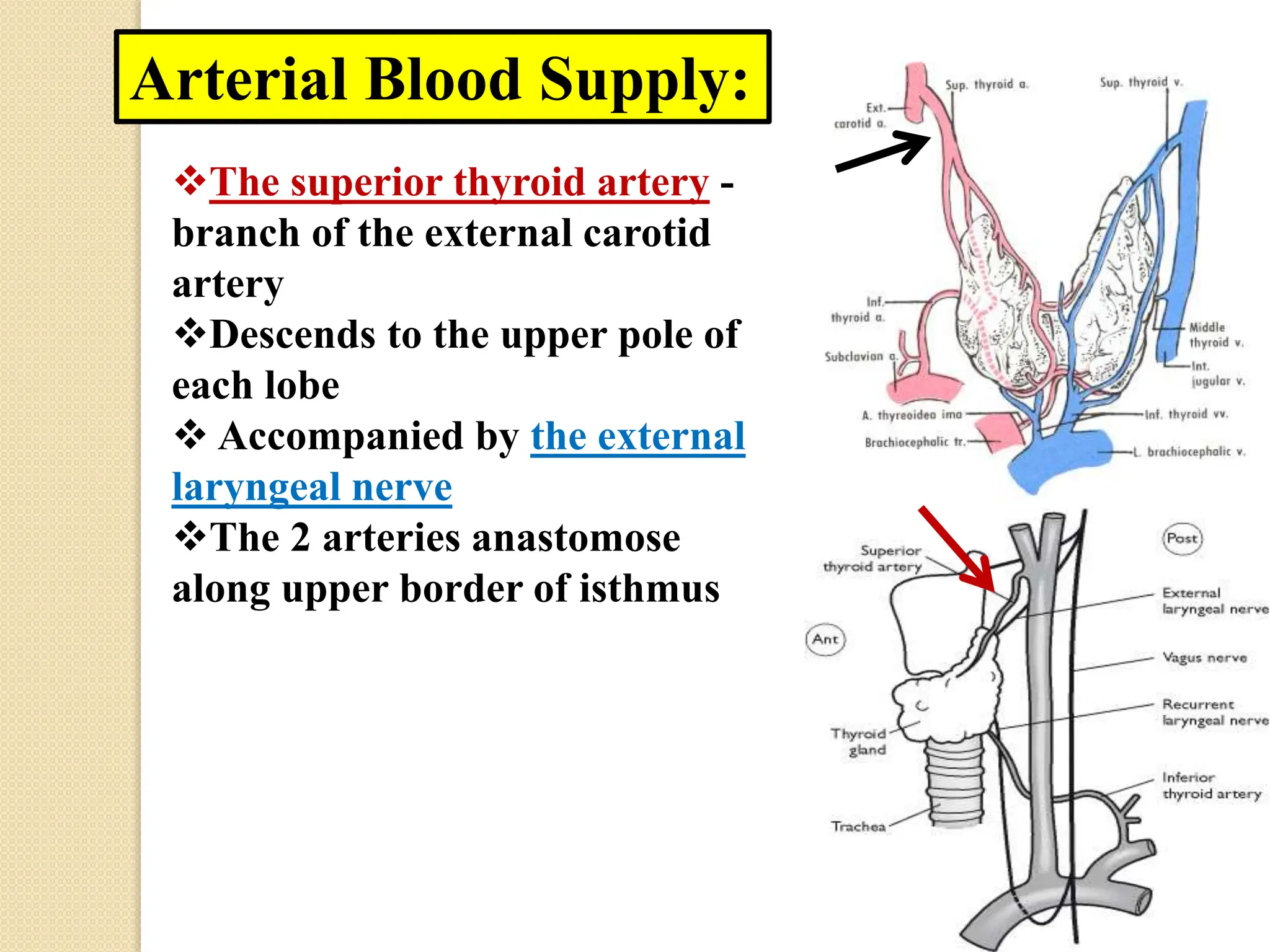 Anatomy of thyroid with having gland-1.pptx