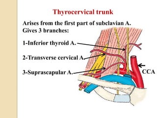 Anatomy of thyroid with having gland-1.pptx
