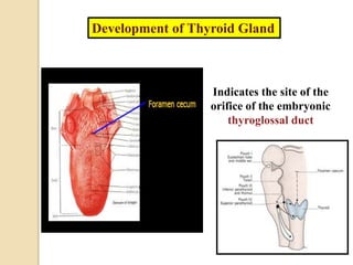 Anatomy of thyroid with having gland-1.pptx