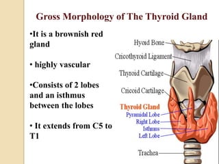 Anatomy of thyroid with having gland-1.pptx