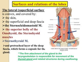 Anatomy of thyroid with having gland-1.pptx