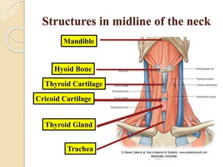 Anatomy of thyroid inter thyrio gland-1.pptx