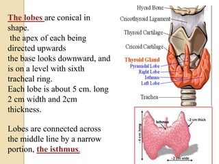 Anatomy of thyroid inter thyrio gland-1.pptx