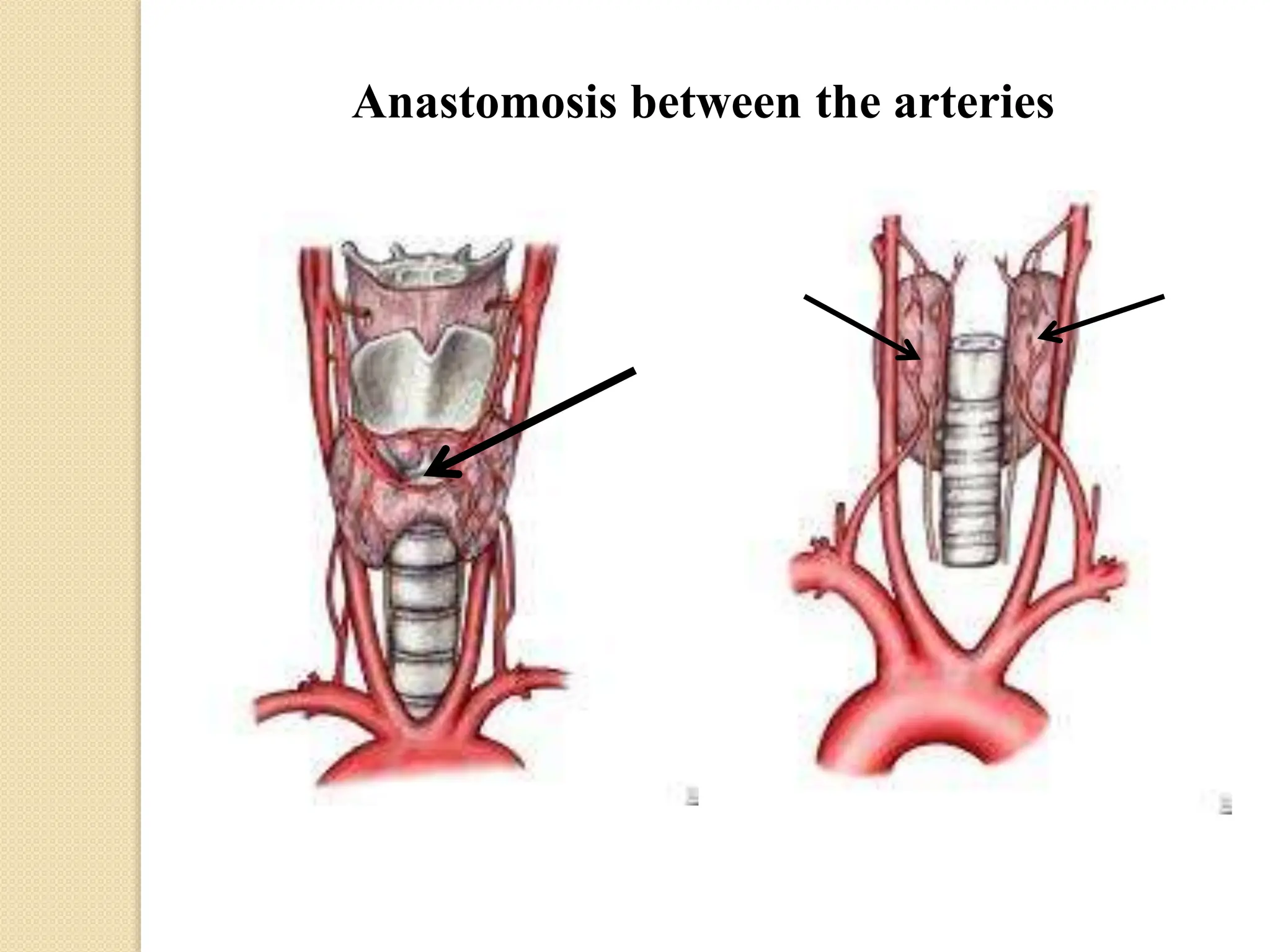 Anatomy of thyroid of anatomy gland-1.pptx | Free Download