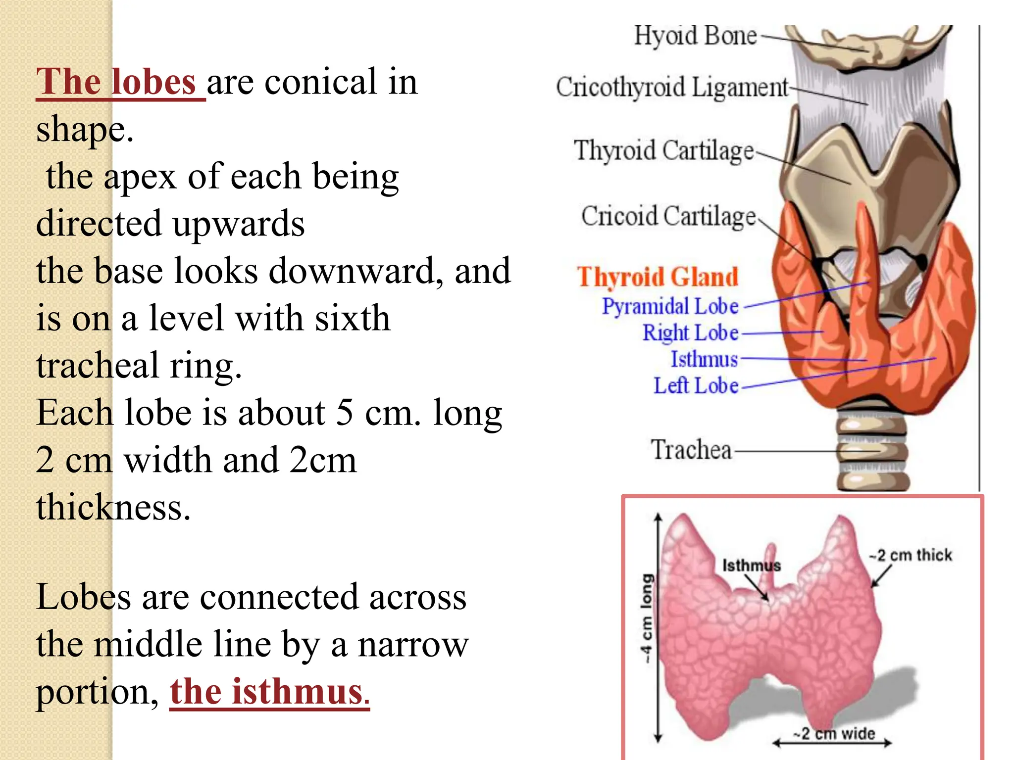 Anatomy of thyroid of anatomy gland-1.pptx | Free Download