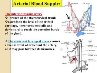 Anatomy of thyroid of anatomy gland-1.pptx | Free Download