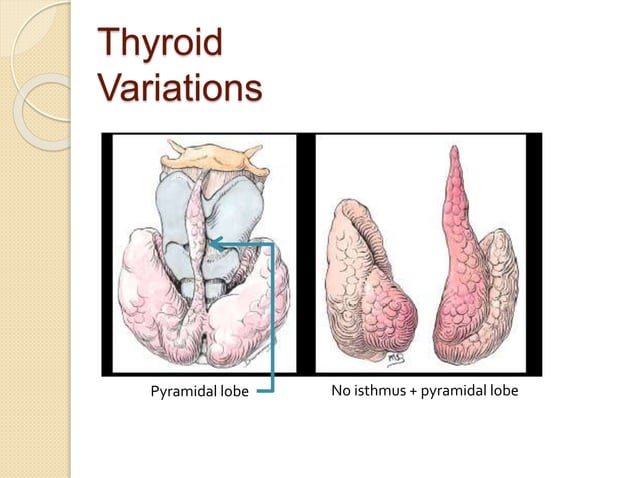 Anatomy of thyroid of anatomy gland-1.pptx | Free Download