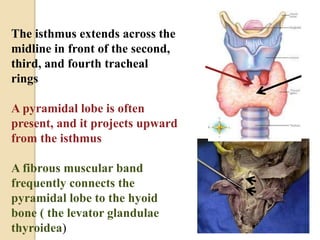 Anatomy of thyroid of anatomy gland-1.pptx