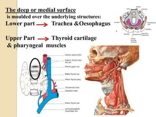Anatomy of thyroid of anatomy gland-1.pptx | Free Download