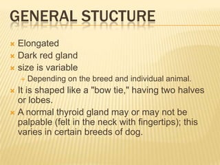 Anatomy of thyroid gland | PPTX