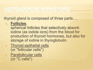 Anatomy of thyroid gland | PPTX