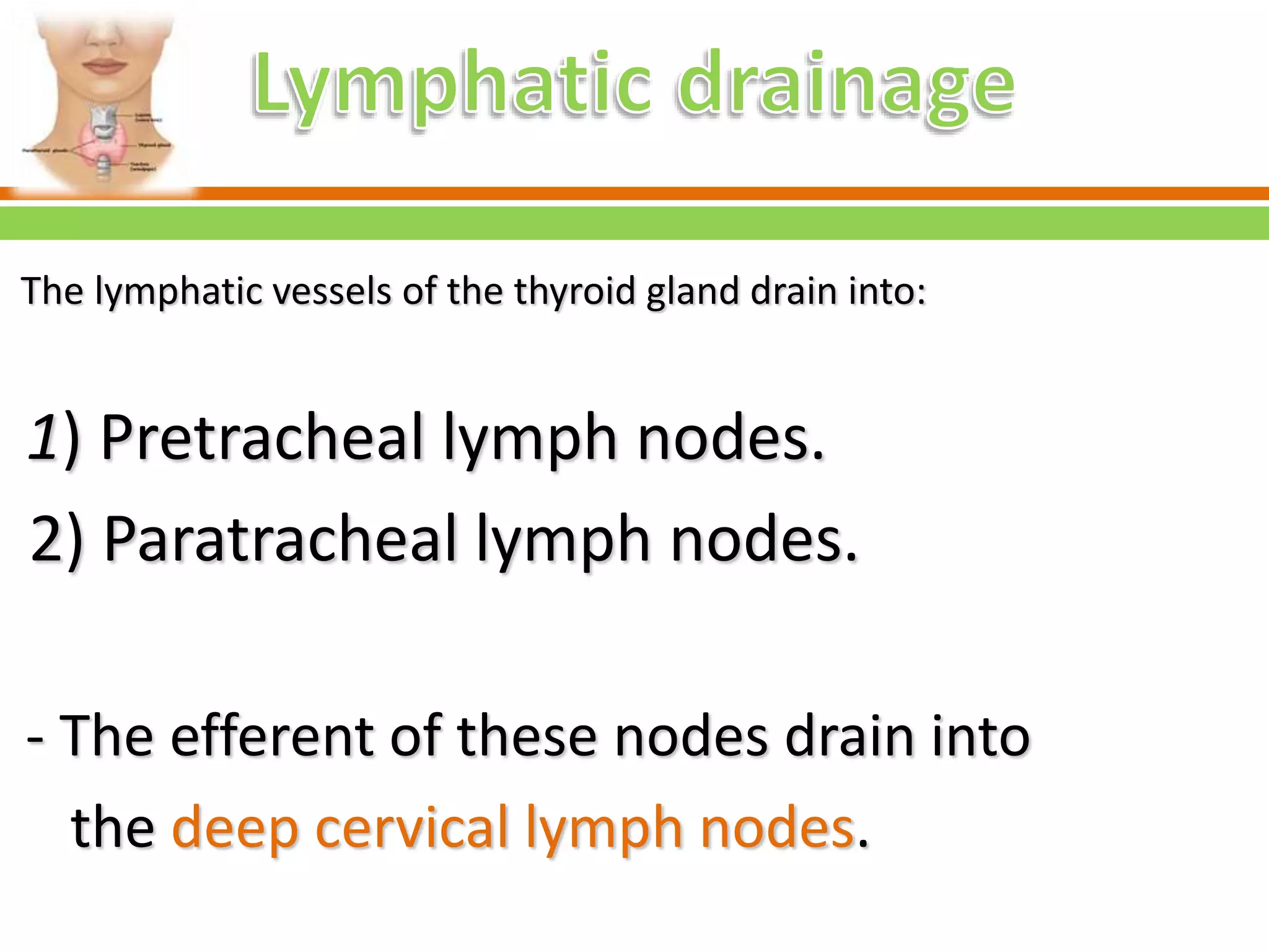 Anatomyofthyroidgland | PPTX