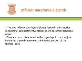Anatomyofthyroidgland | PPTX