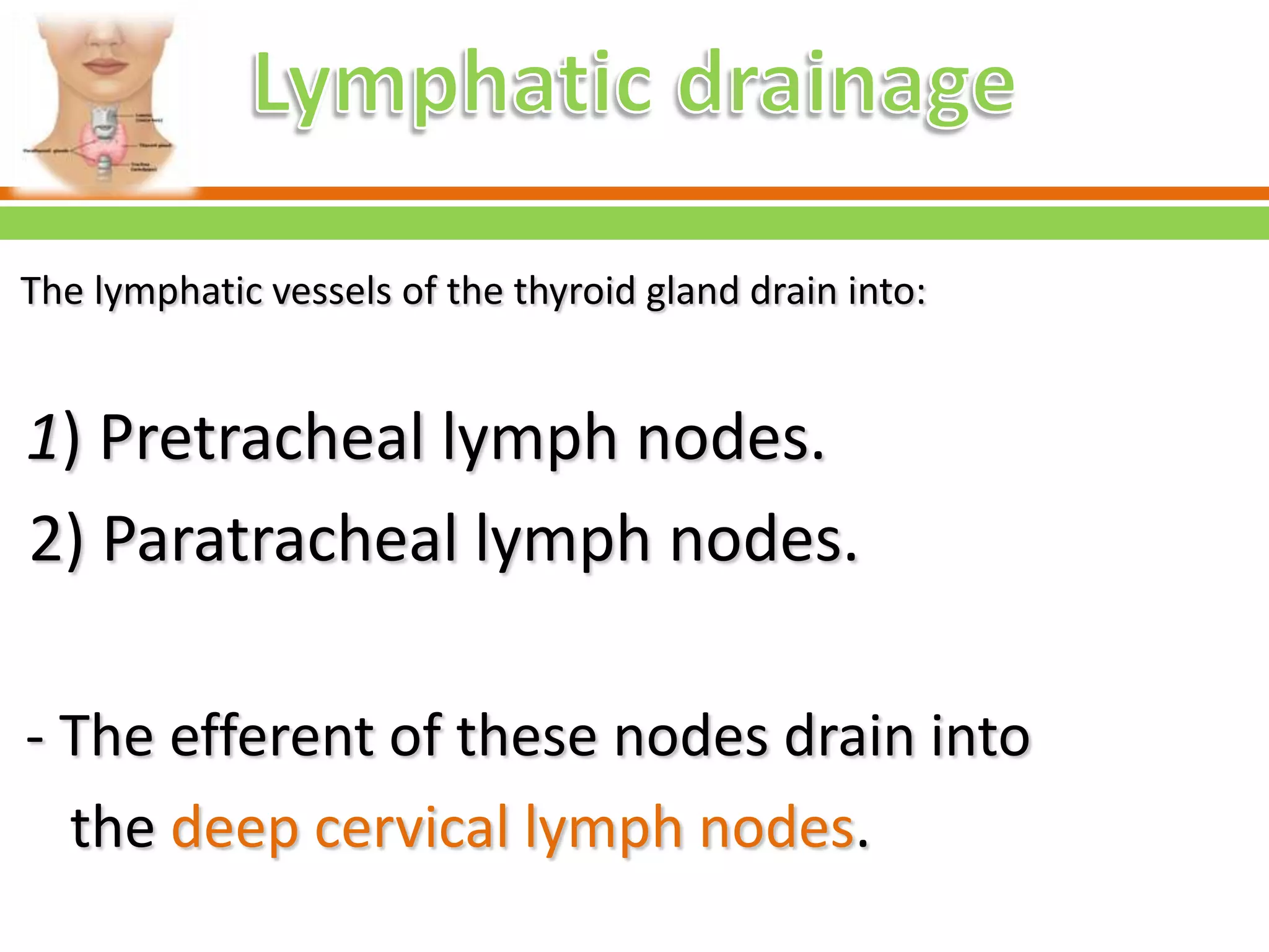 Anatomy of thyroid gland | PPTX