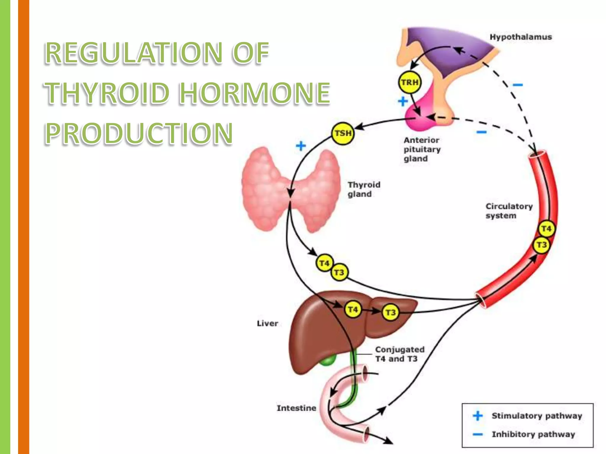 Anatomy of thyroid gland | PPTX