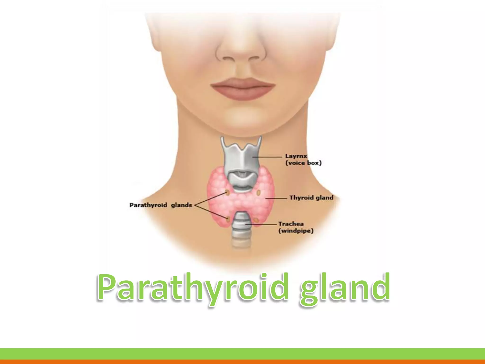 Anatomy of thyroid gland | PPTX