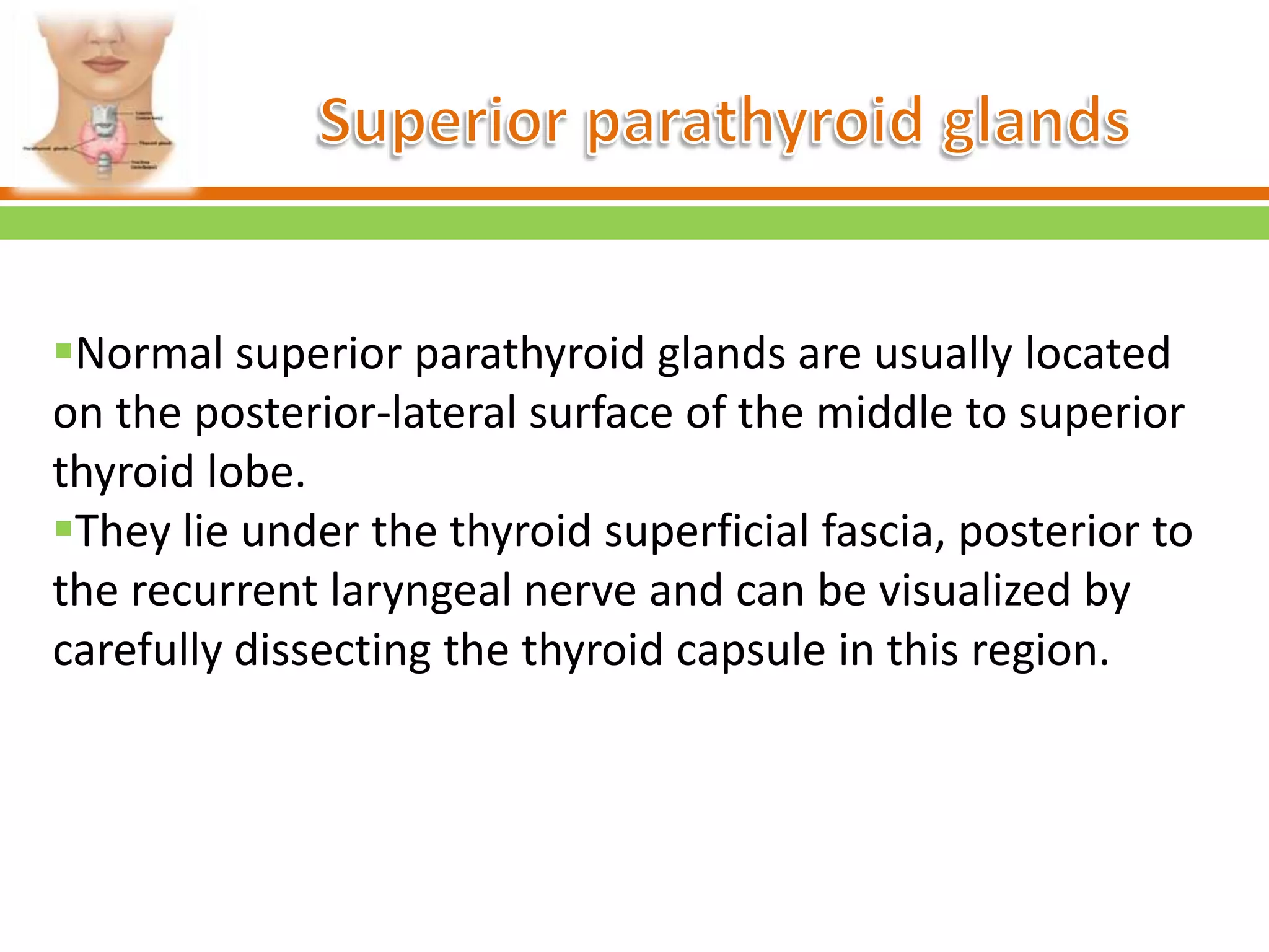 Anatomy of thyroid gland | PPTX