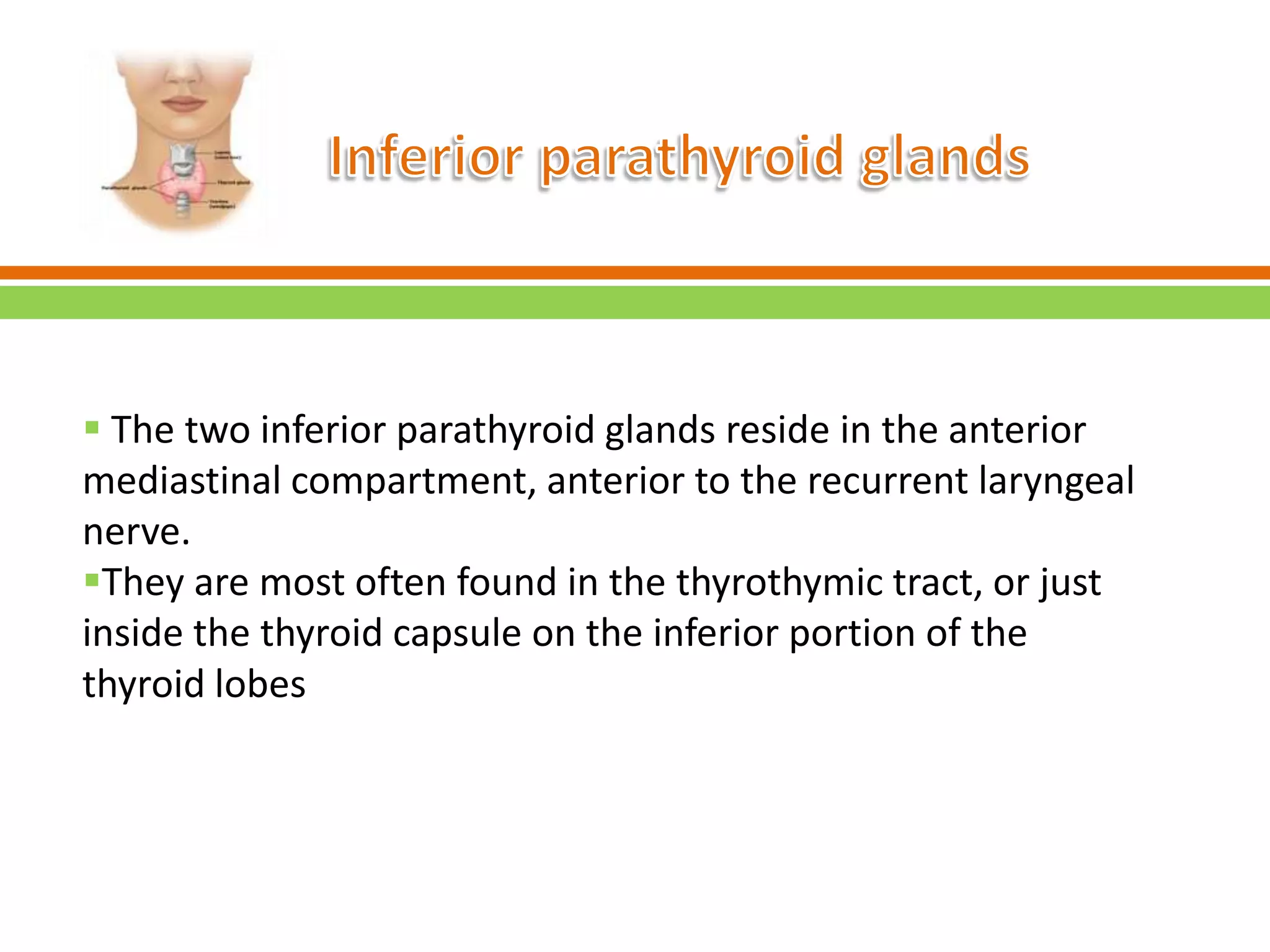 Anatomy of thyroid gland | PPTX
