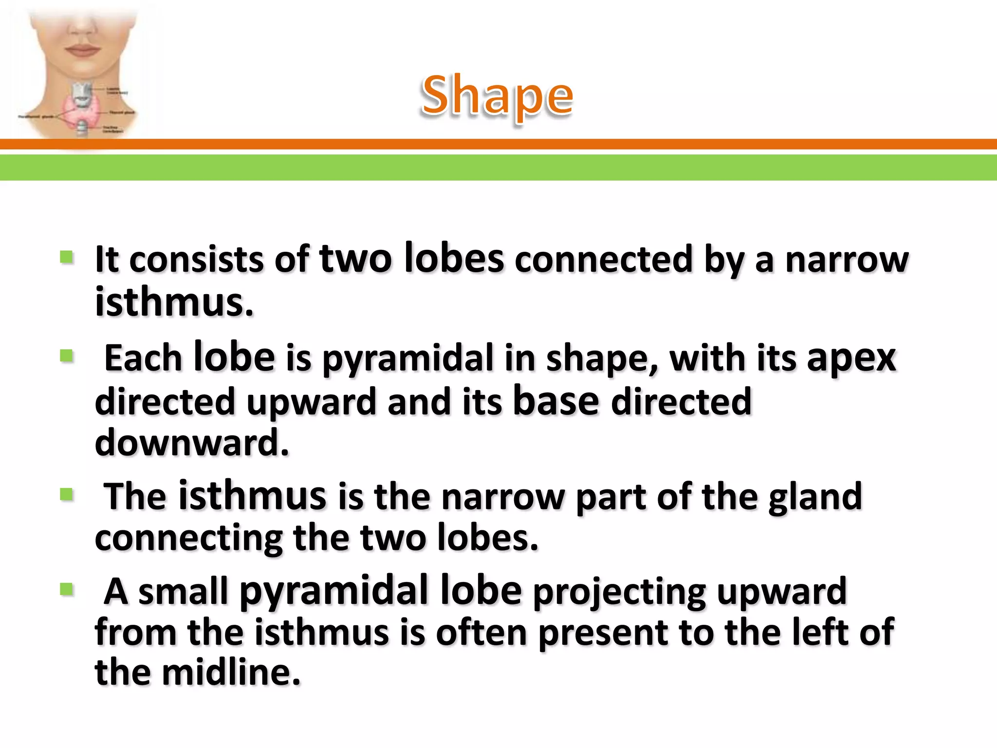 Anatomy of thyroid gland | PPTX