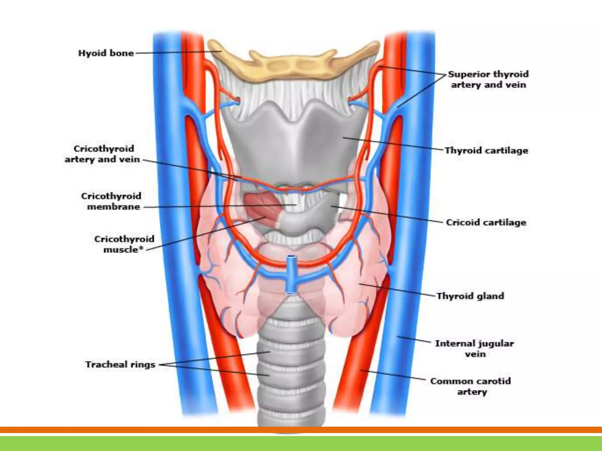 Anatomy of thyroid gland | PPTX