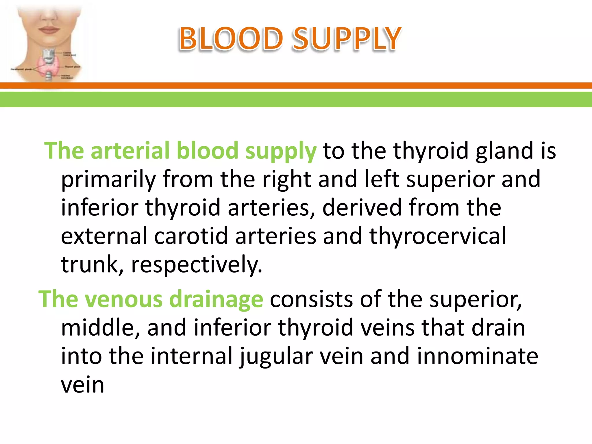 Anatomy of thyroid gland | PPTX
