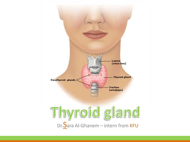 Anatomy of thyroid gland | PPTX | Thyroid Disorders | Endocrine and ...