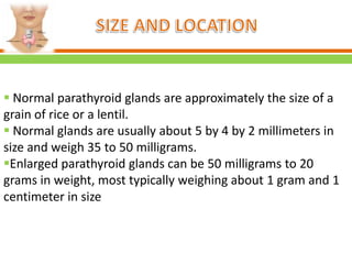 Anatomy of thyroid gland | PPTX