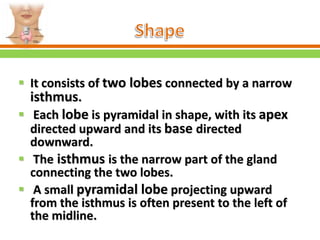 Anatomy of thyroid gland | PPTX
